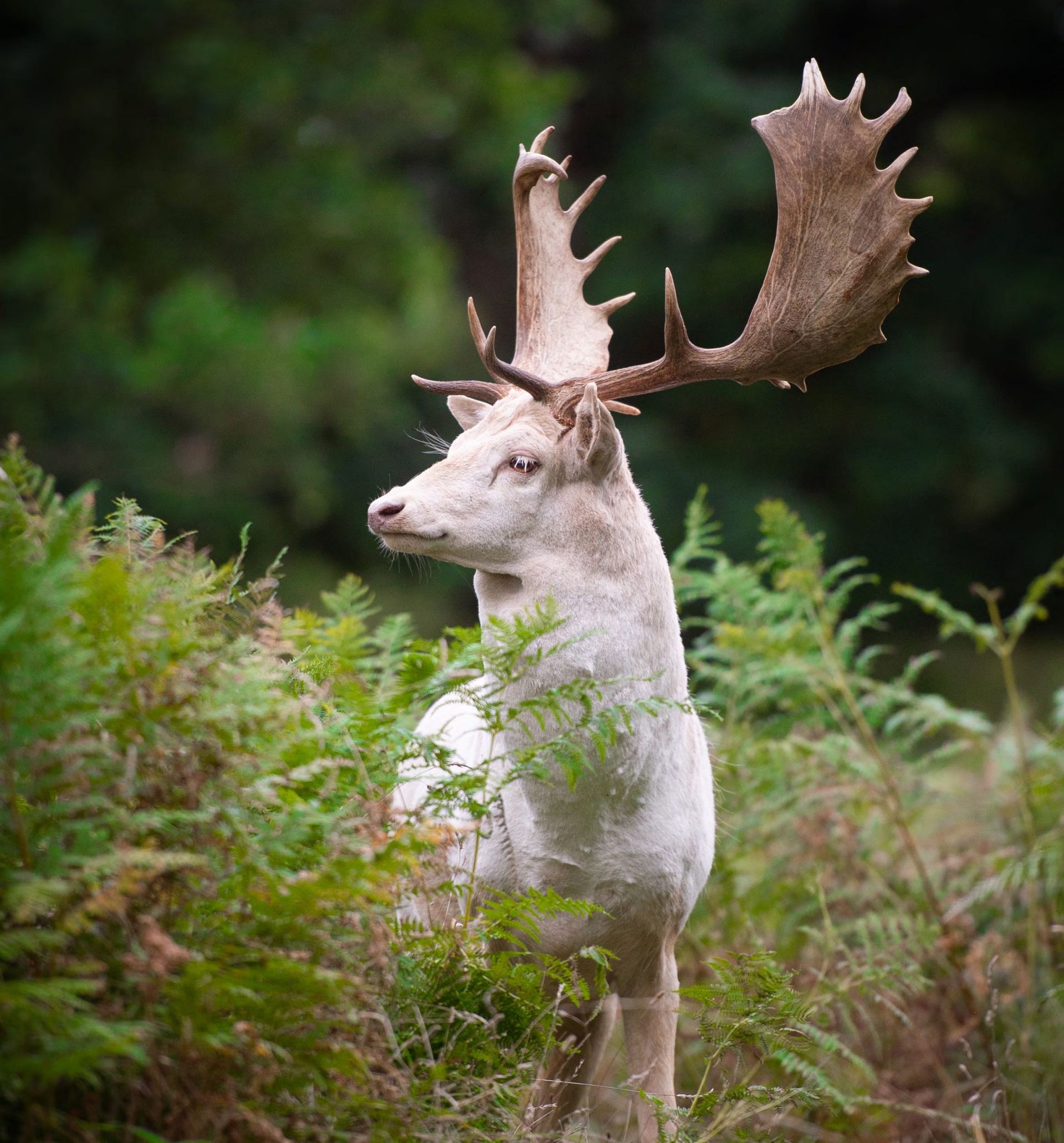 The Magical Stag Portraits of Max Ellis – Enchanted Living Magazine