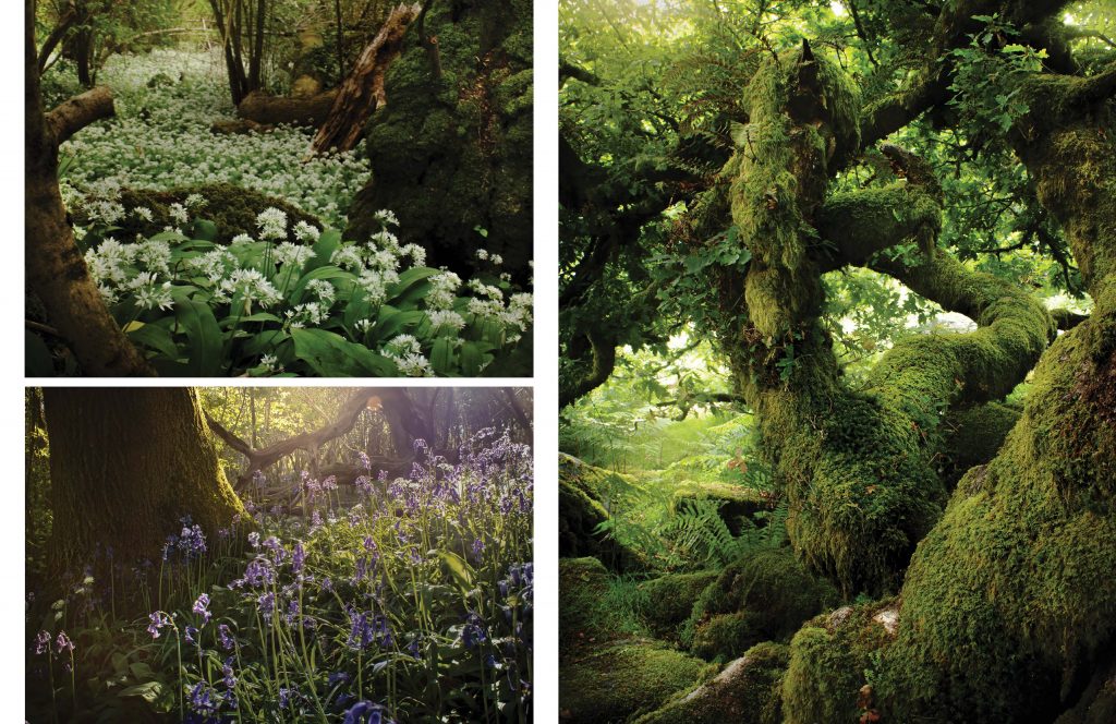 Enchanted Woods of Folklore and Fable – Enchanted Living Magazine