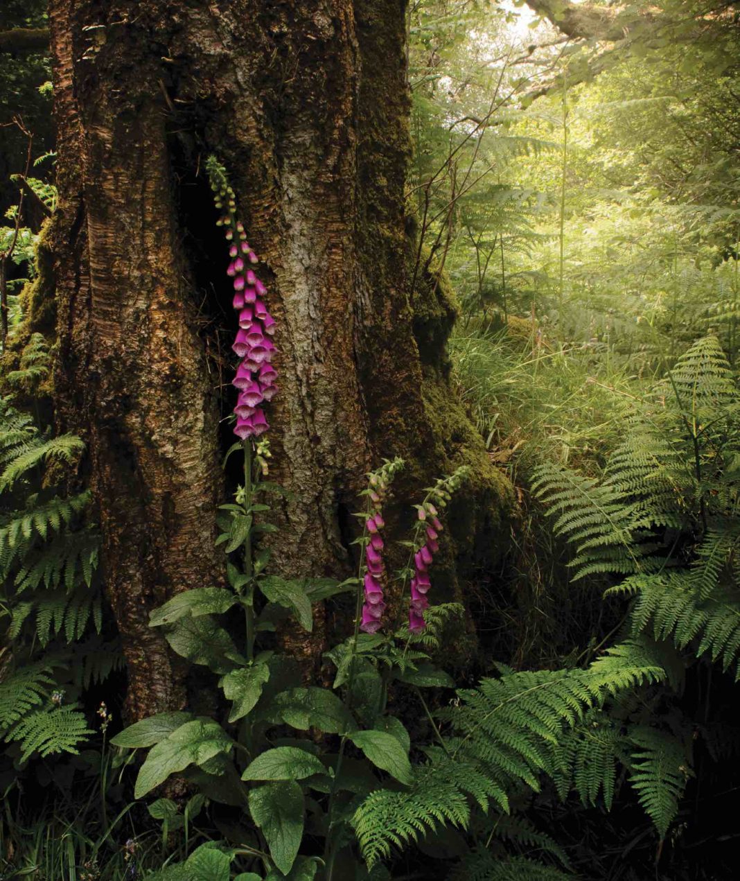 Enchanted Woods of Folklore and Fable – Enchanted Living Magazine