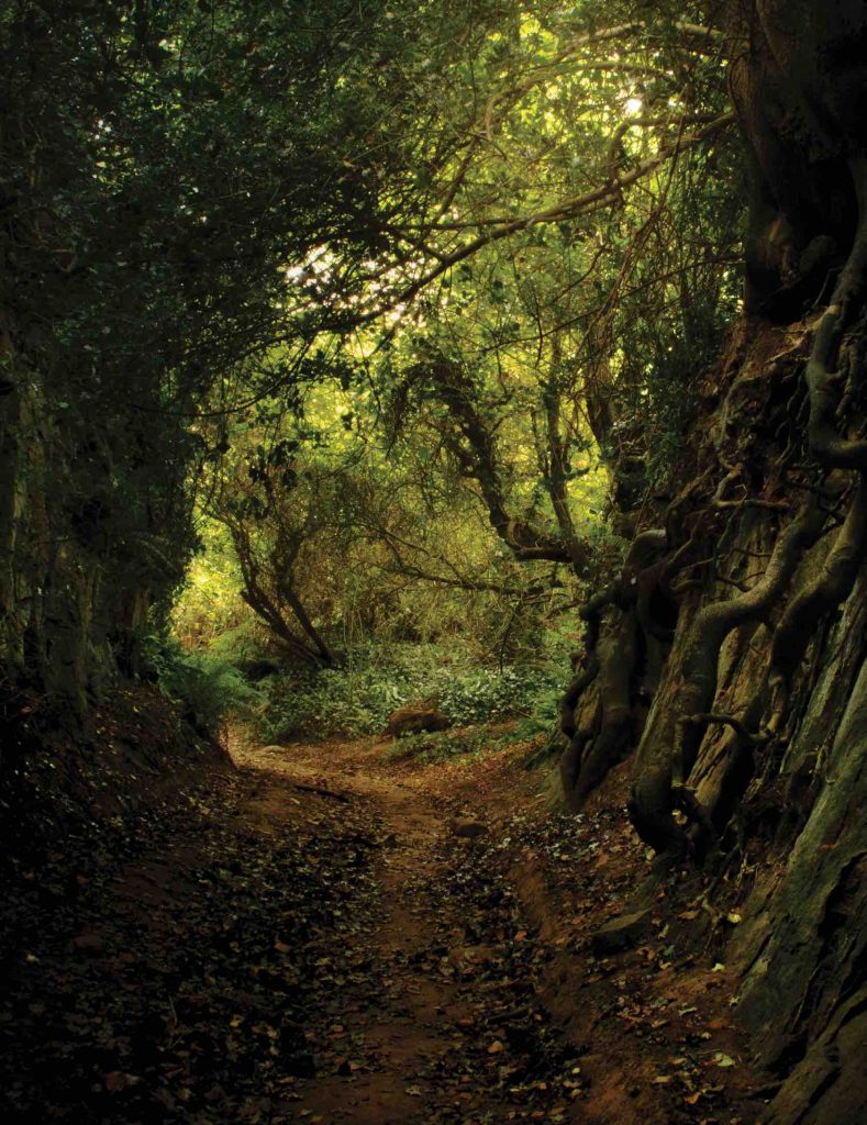 Enchanted Woods of Folklore and Fable – Enchanted Living Magazine
